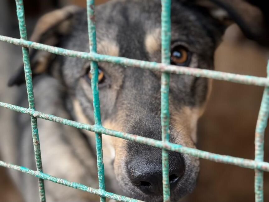 Взрослый одинокий пёсик с надеждой ждёт хозяина