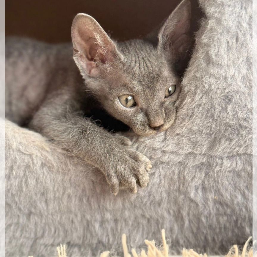 Донской сфинкс котёнок