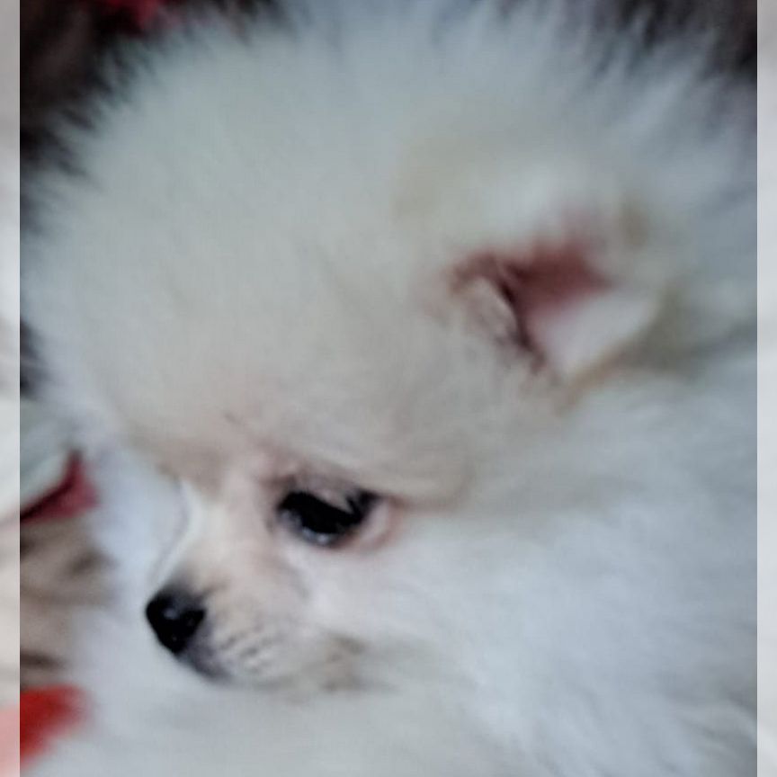 Померанский шпиц, щенок