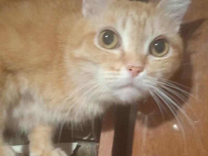 Рыжий котик