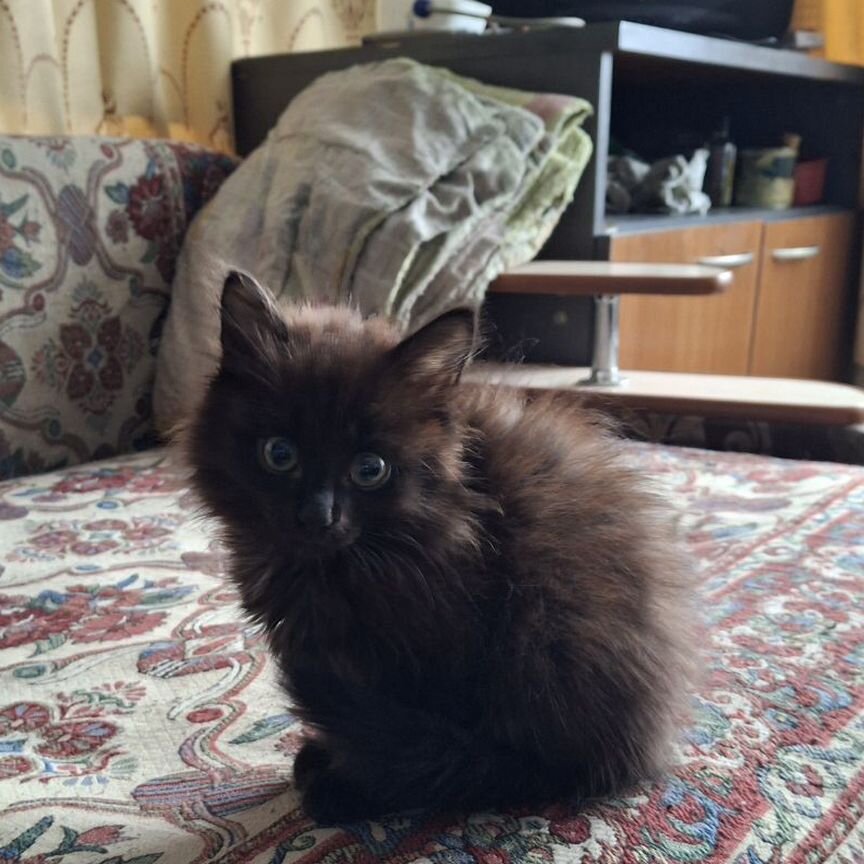 Котёнок в добрые руки