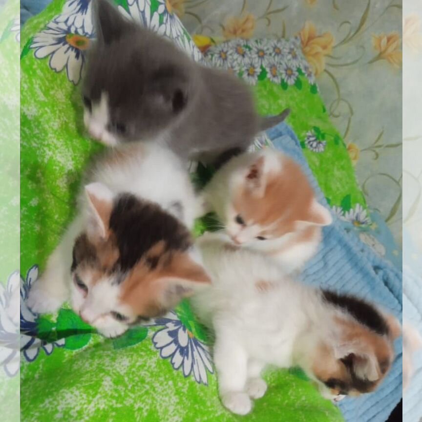 Котята от кошки мышеловки