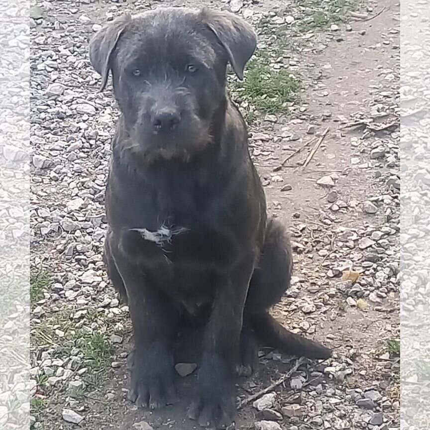 Отдам щенков-полукровок Кане Корса на охрану