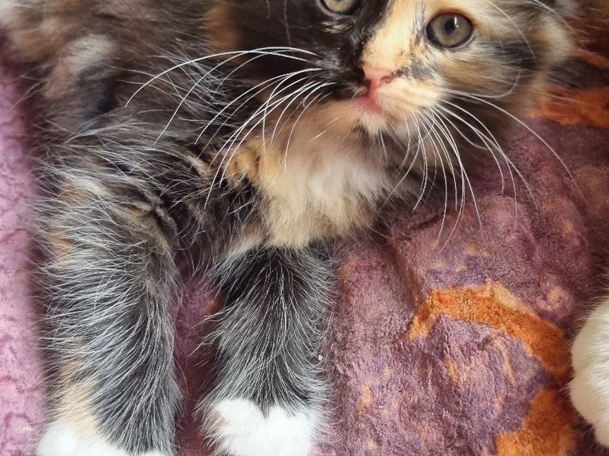 Продаётся котёнок-кошка