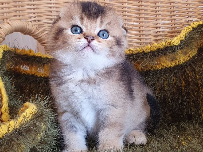 Классные плюшки