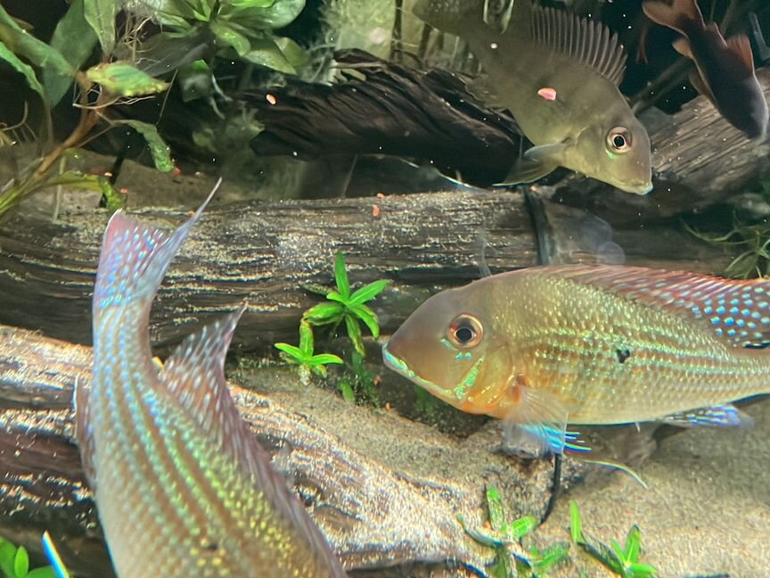 Геофагус альтифронс