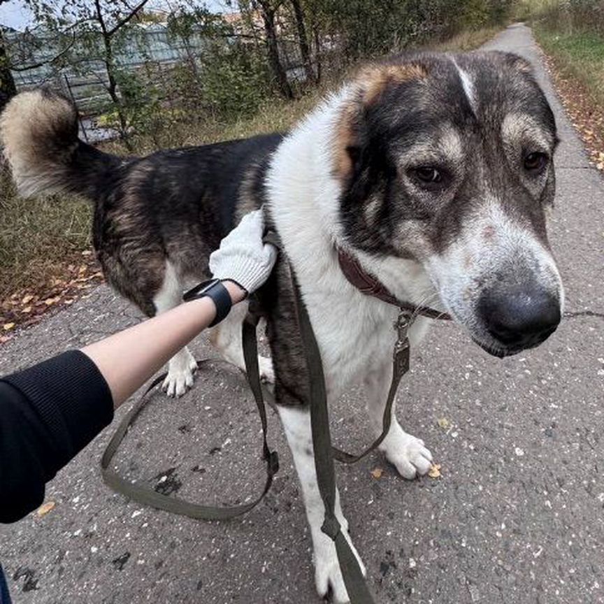 Среднеазиатская овчарка, взрослый пёс