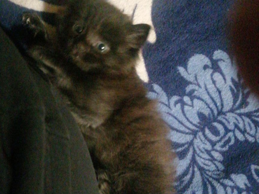 Котик сибирской породы