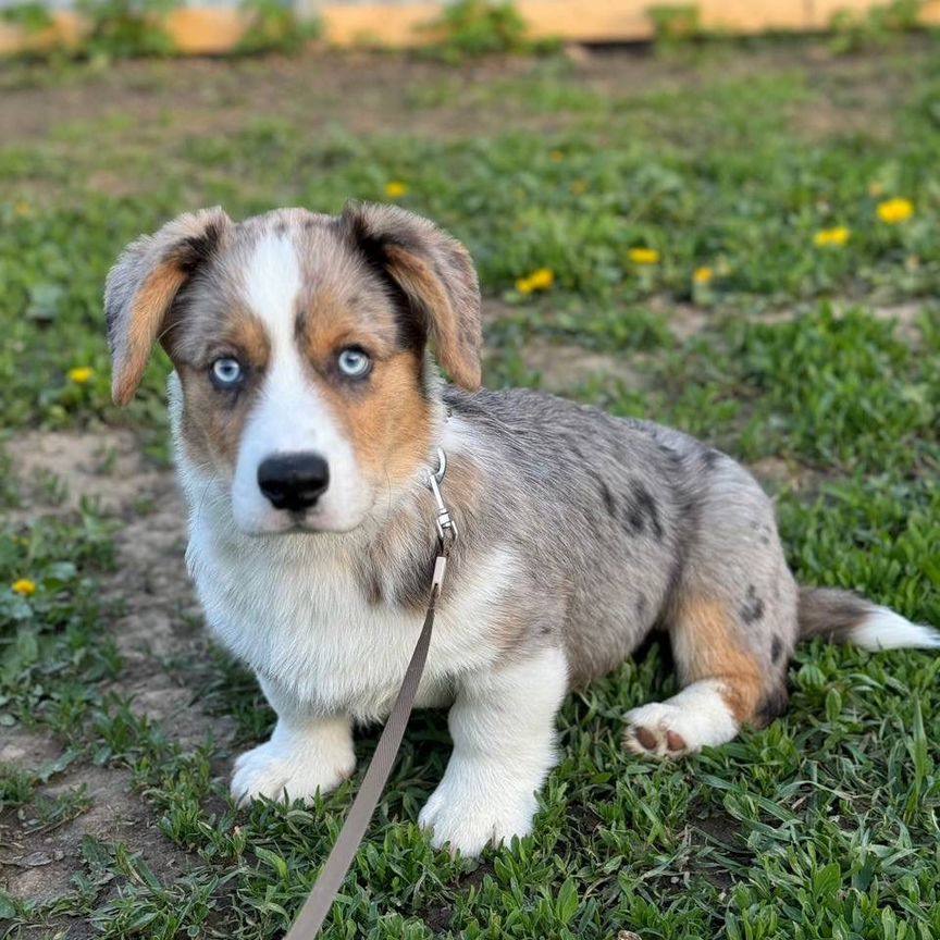 Мальчик корги