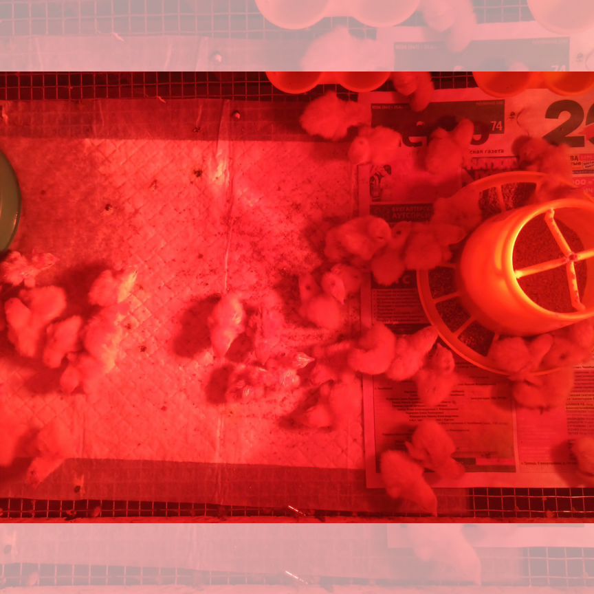 Цыплята суточные перепела