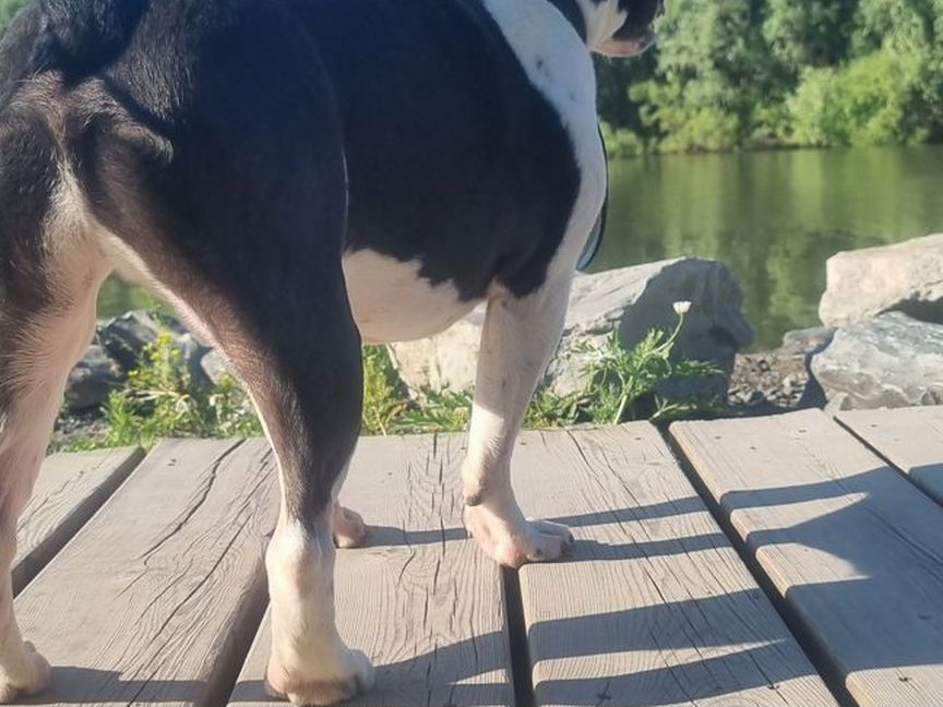 Отдам в добрые руки французского бульдога в дар