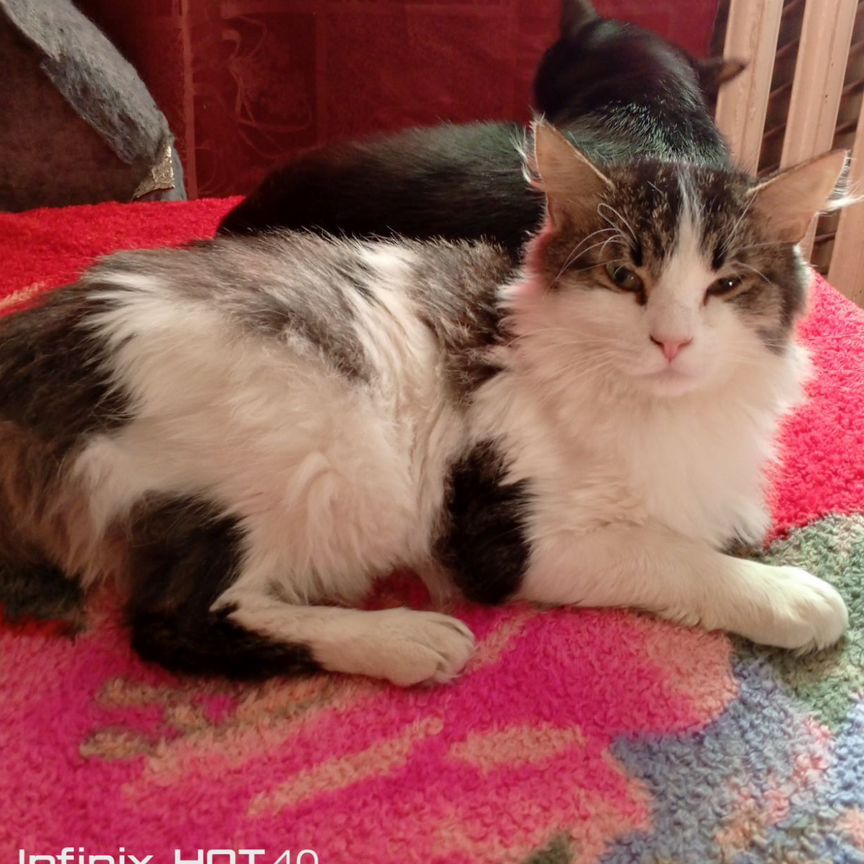 Взрослый кот в добрые руки