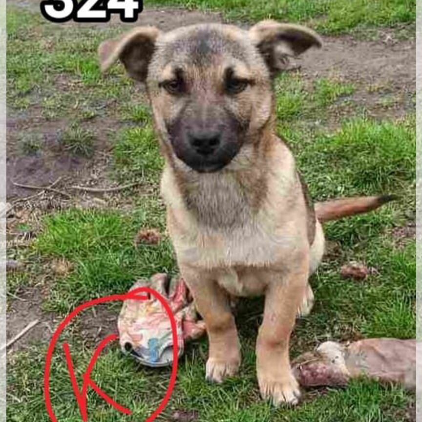 Щенок в добрые руки