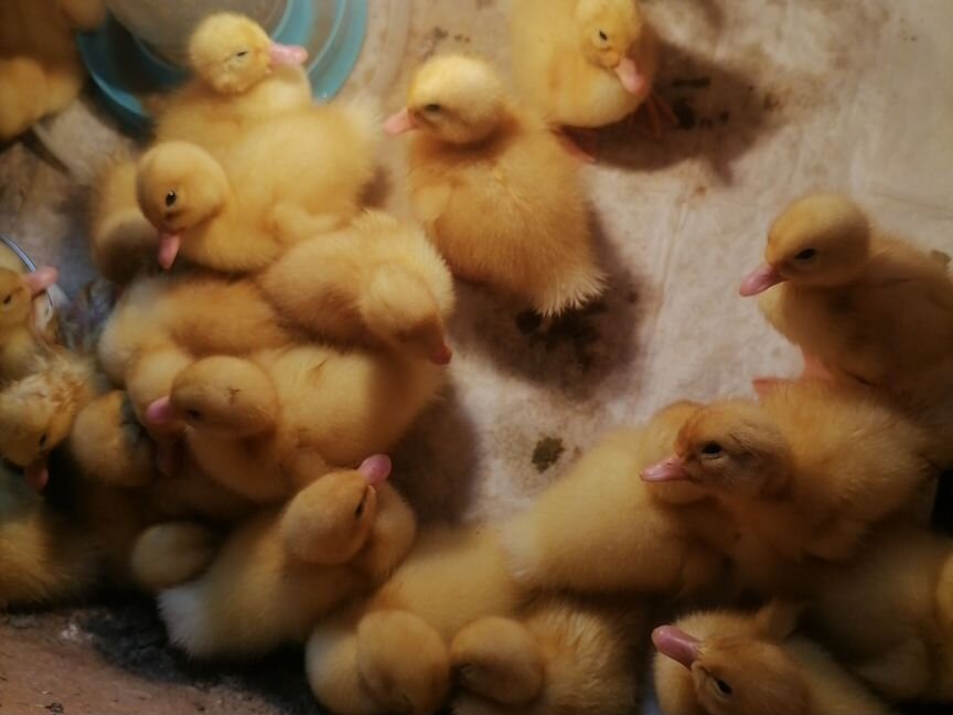 Утята суточные чери велли