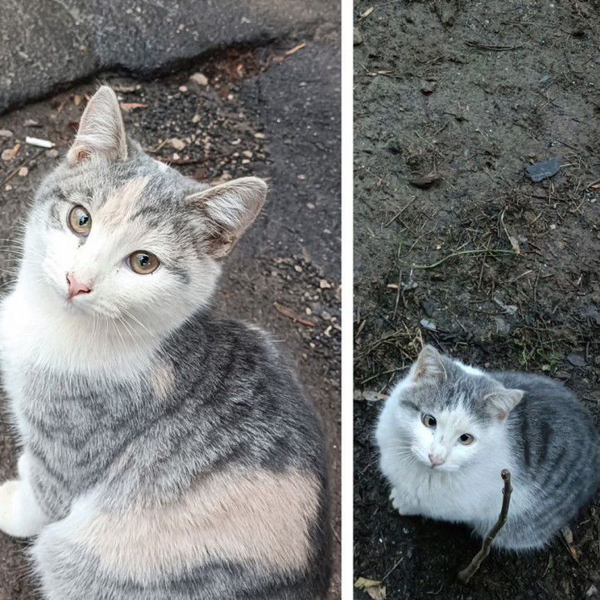 Котята выживают на улице ищем дом