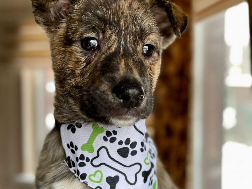 Крутой щенок в добрые руки