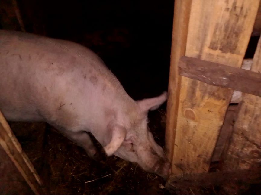 Продажа кабана