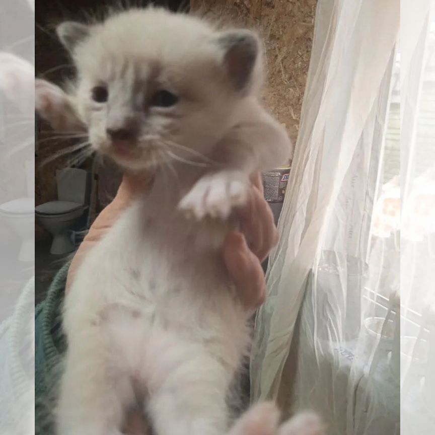 Сиамский котёнок