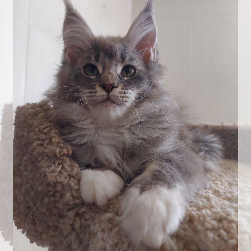 Мейн-кун котёнок