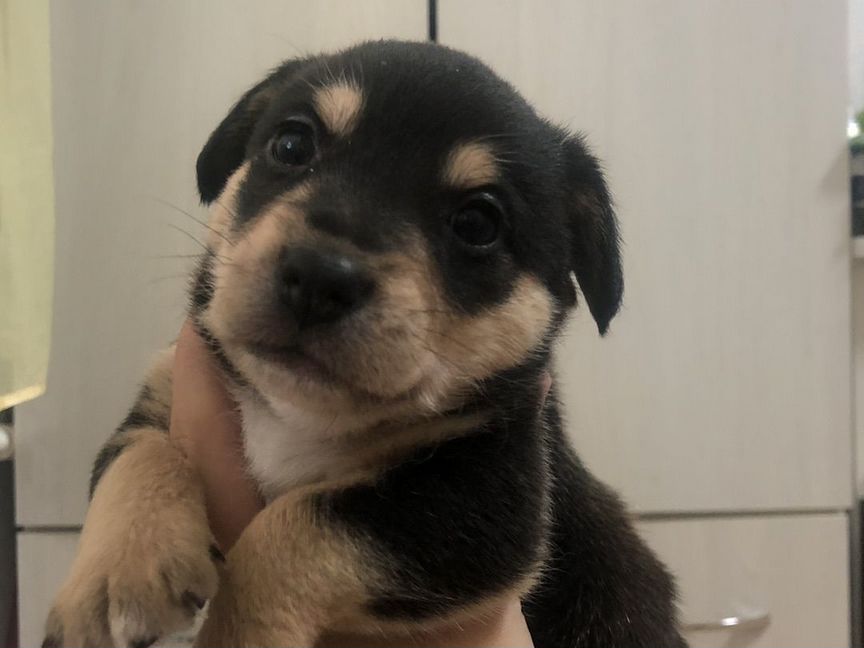 Собаки щенки той-терьер