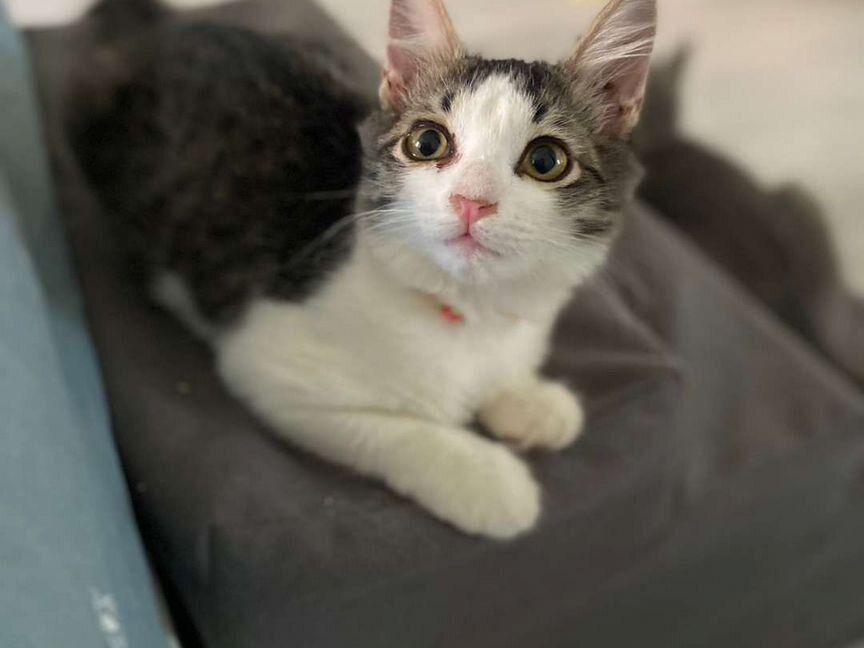 Котенок классный привитый