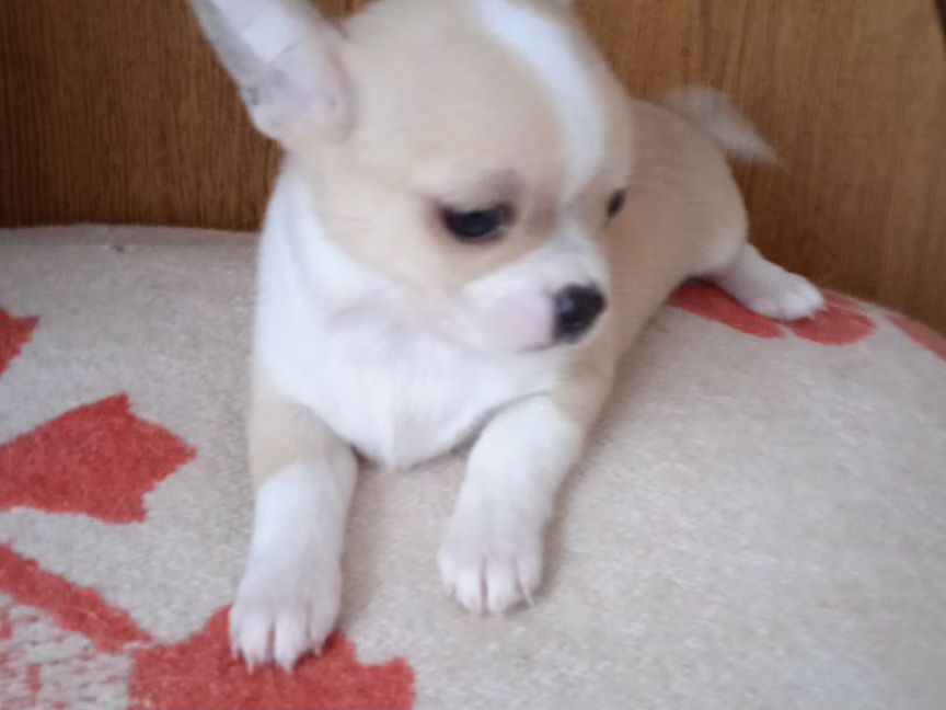 Чихуахуа, девочки светлокремовые