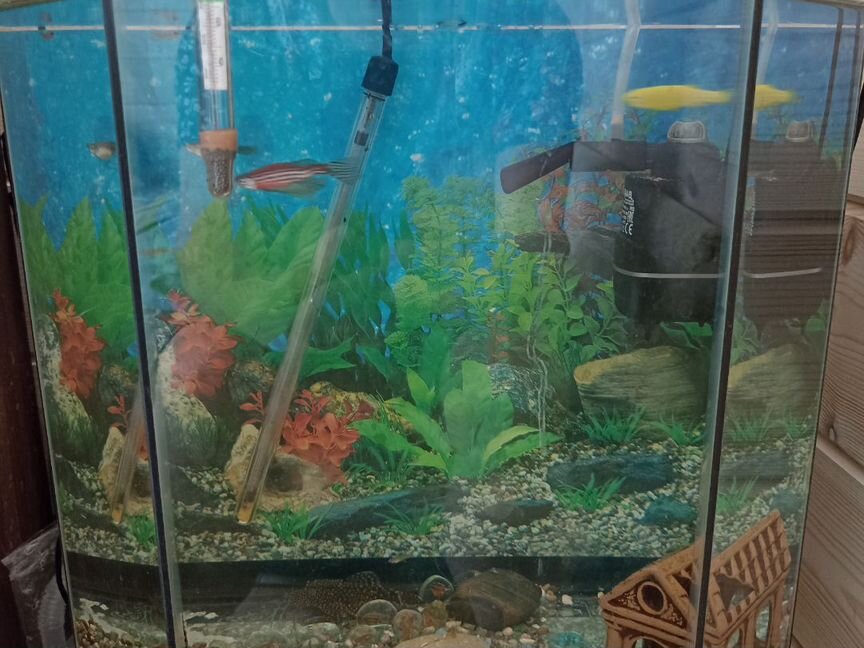 Аквариумные рыбки