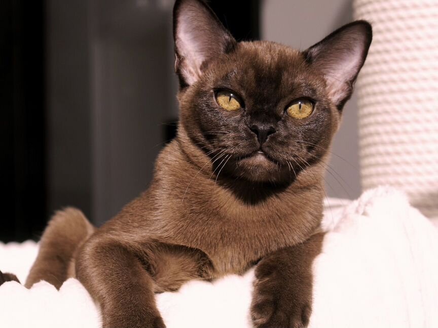 Европейская бурма котенок