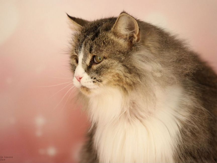 Кошечка ищет дом