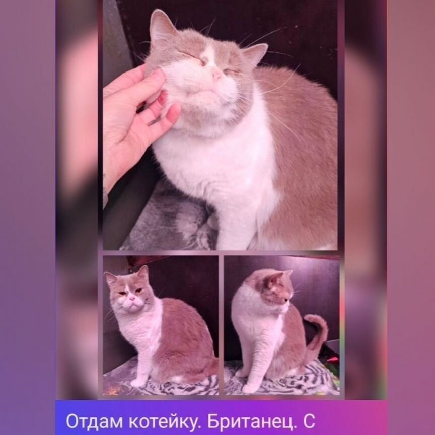 Британский длинношёрстный, взрослый кот