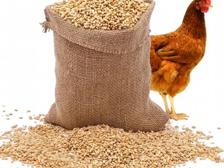 Соя на корм