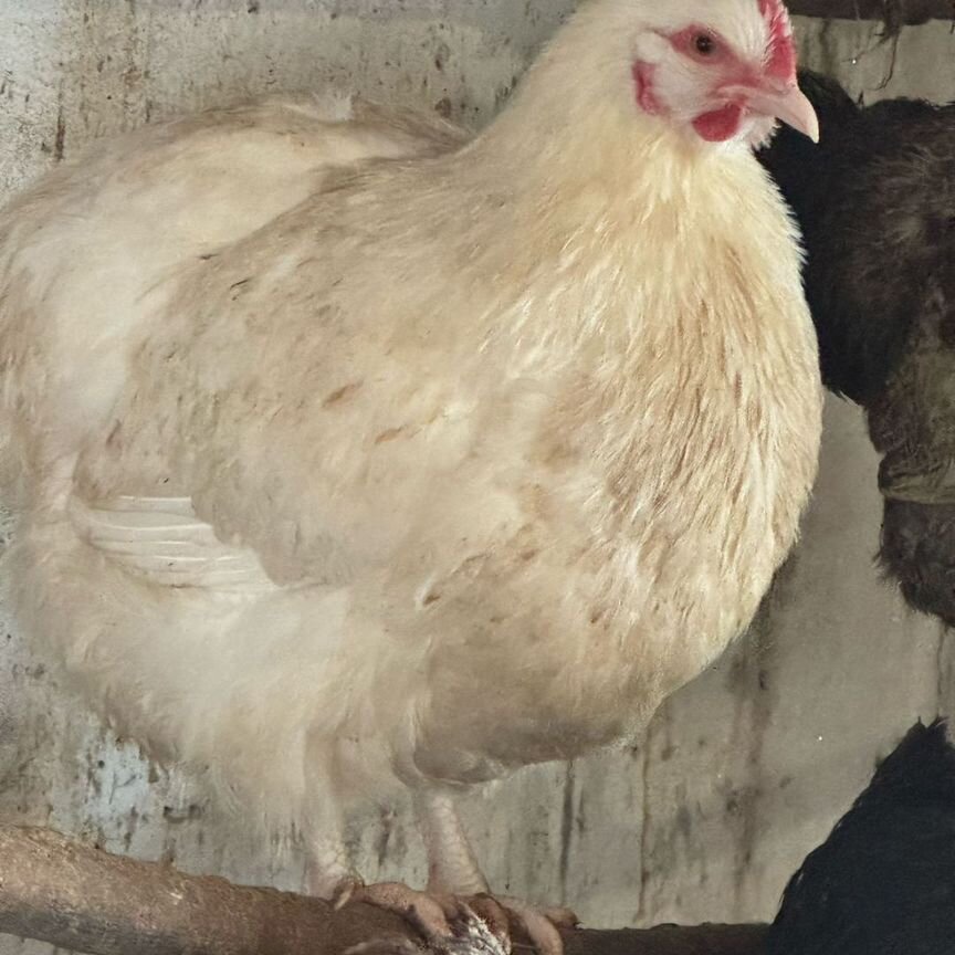 Куры, порода оргпинтон продам