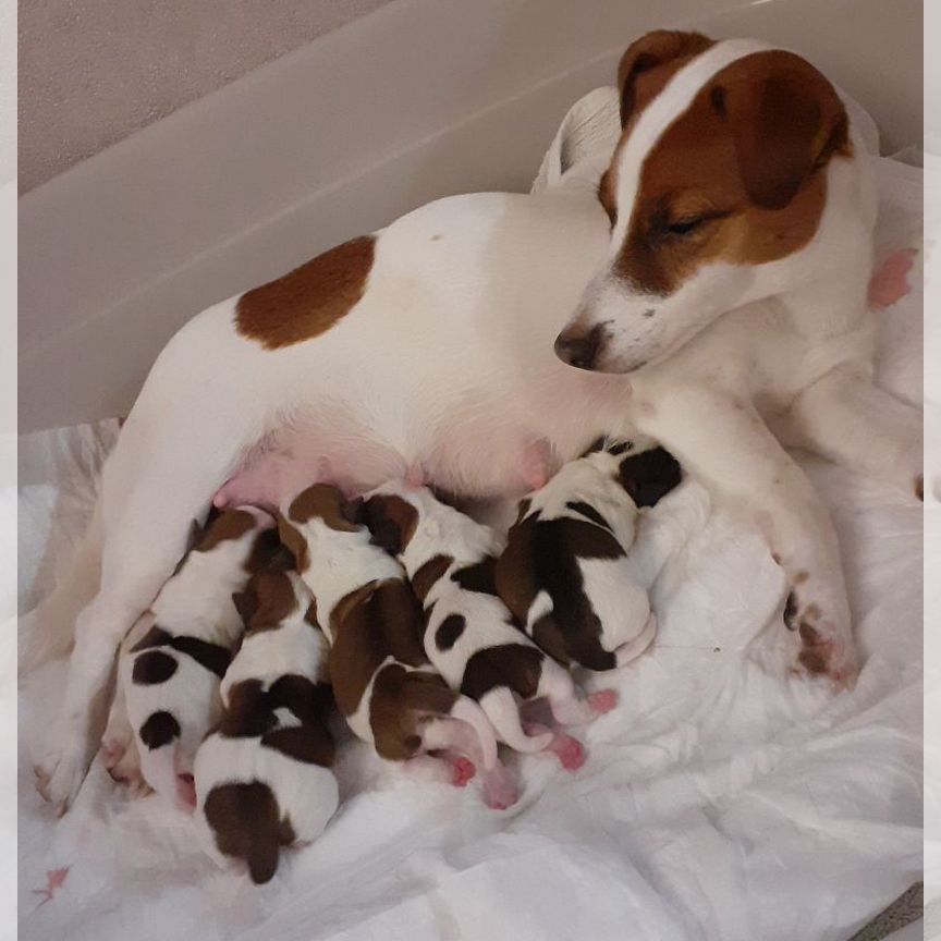 Джек рассел терьер