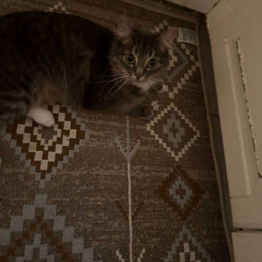 Взрослая, кошка в добрые руки