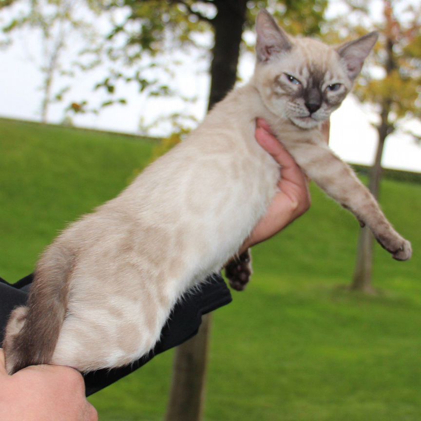 Снежные элитные котята