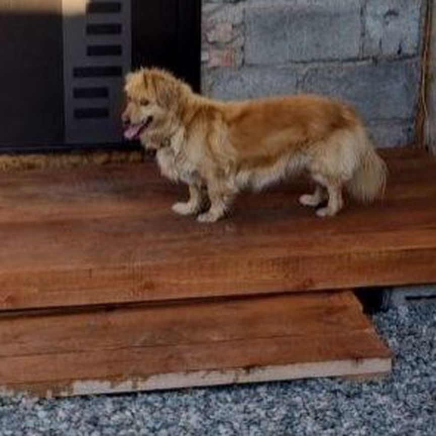 Собака в добрые руки маленькая порода