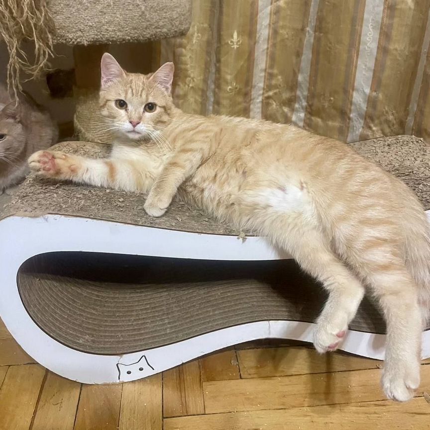 Котёнок от частного владельца