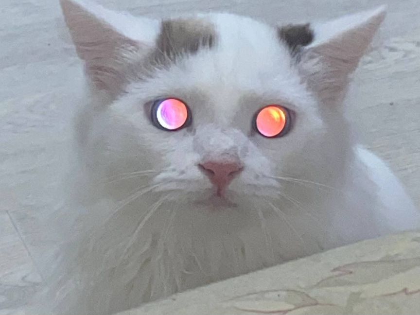 Невский маскарадный кот
