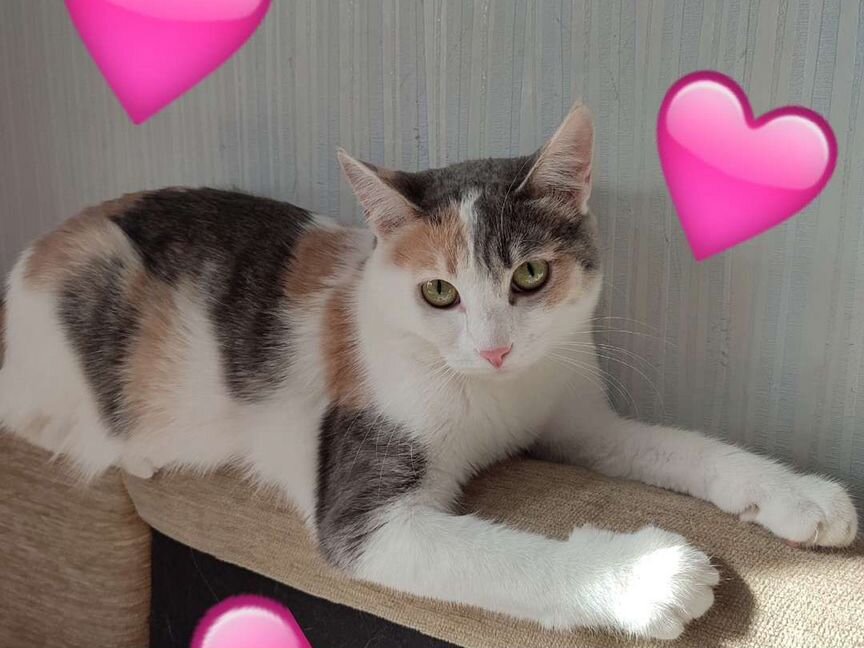 Кошечка Сисиль ищет дом