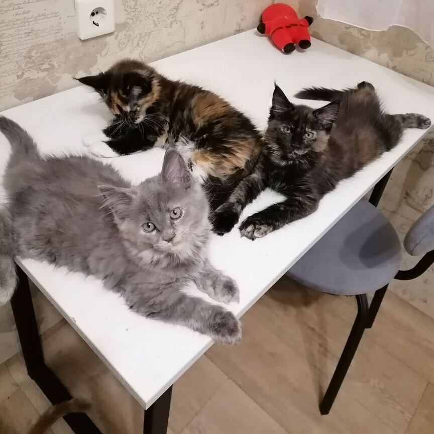 Мейн-кун котёнок