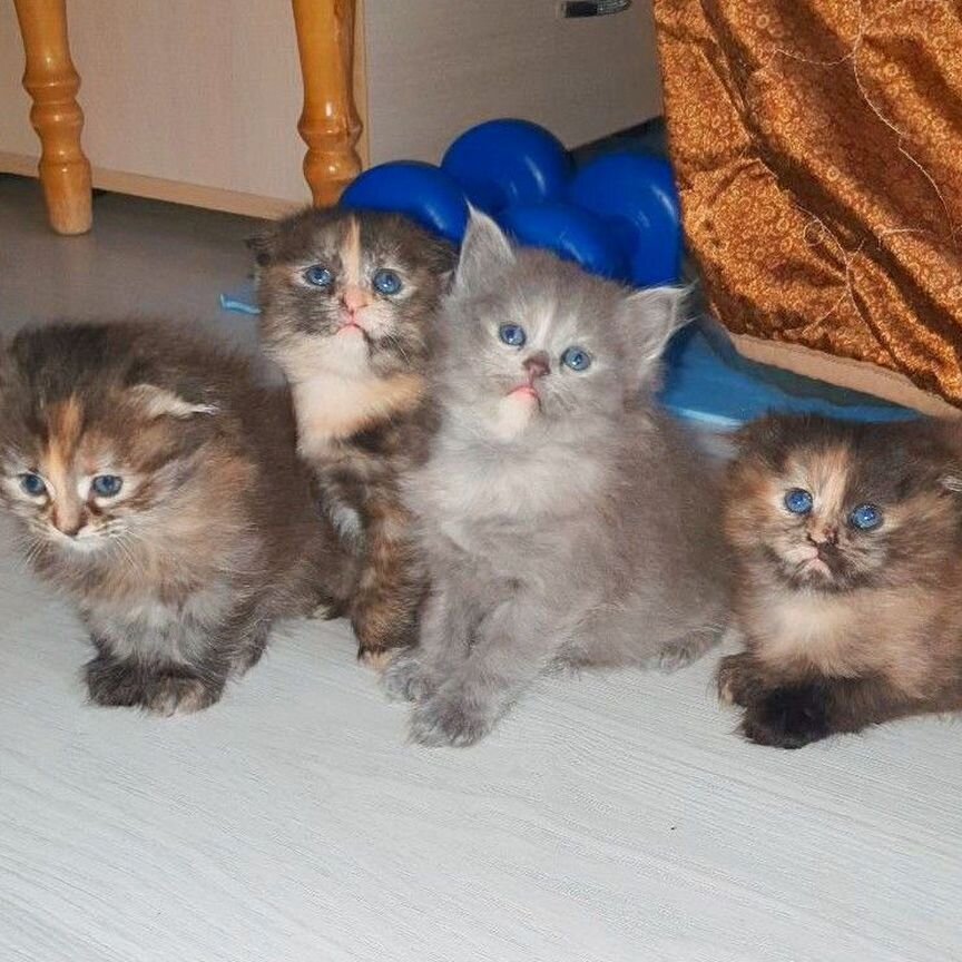 Вислоухие, плоскомордые котята