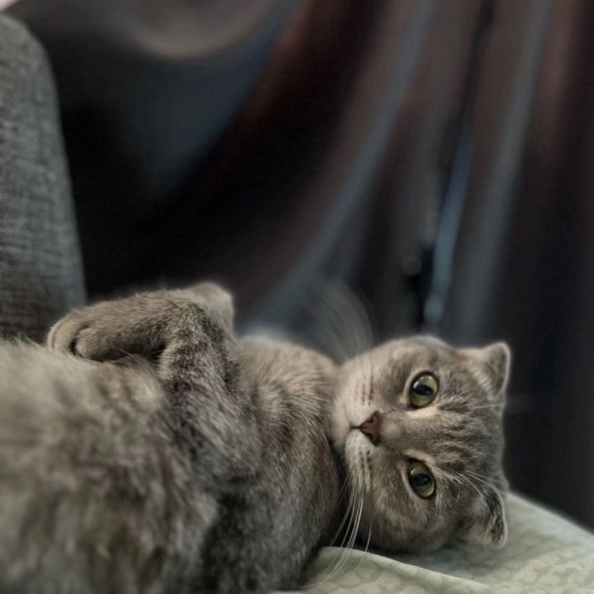 Шотландская вислоухая кошка бесплатно