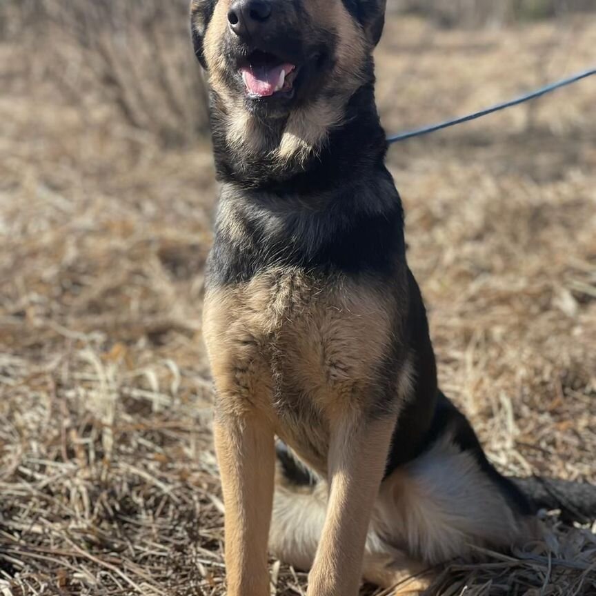 Айка в поисках семьи