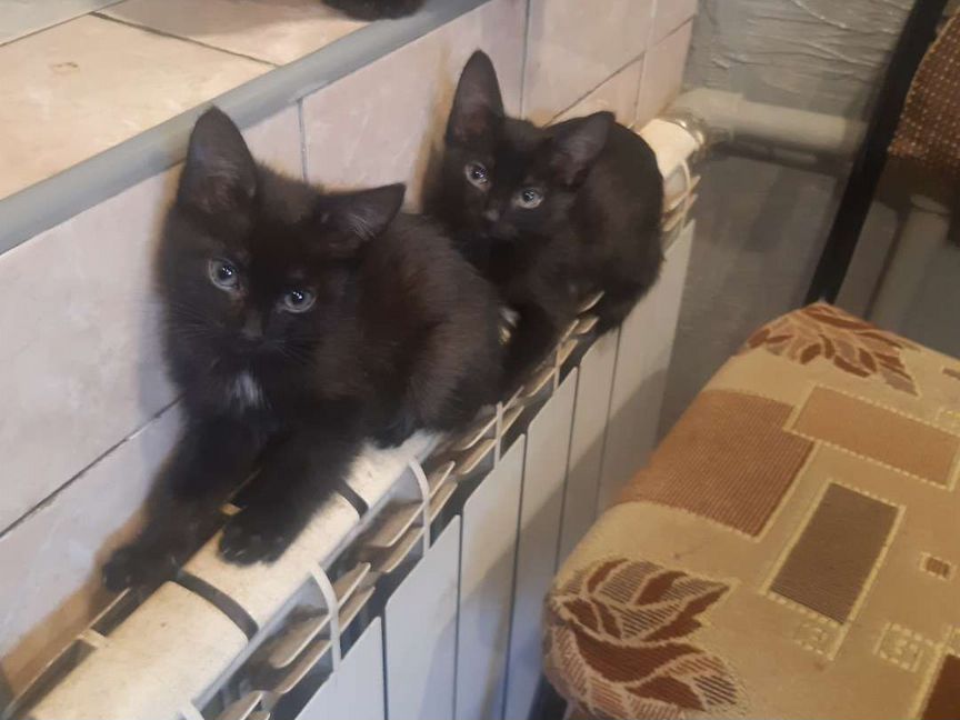 Маленькие котята девочки