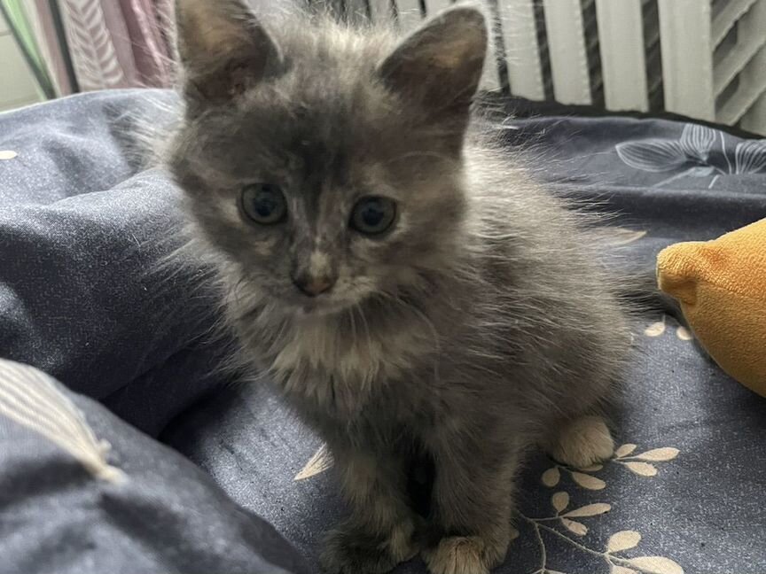 Кошечка красавица