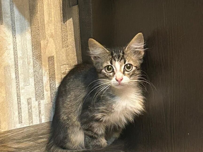 Котенок ищет дом