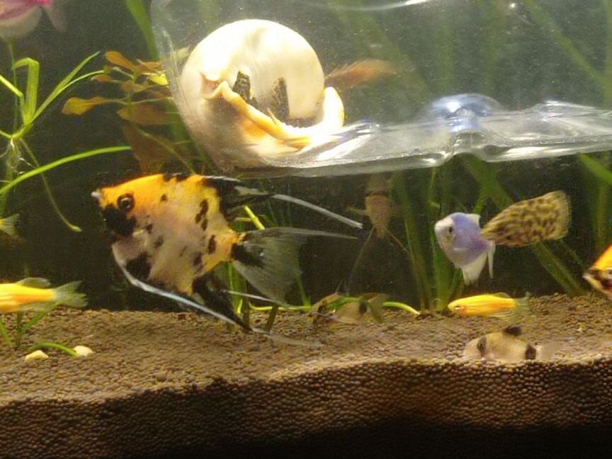 Продаю разных рыбок. Нужно быстро кому то продать