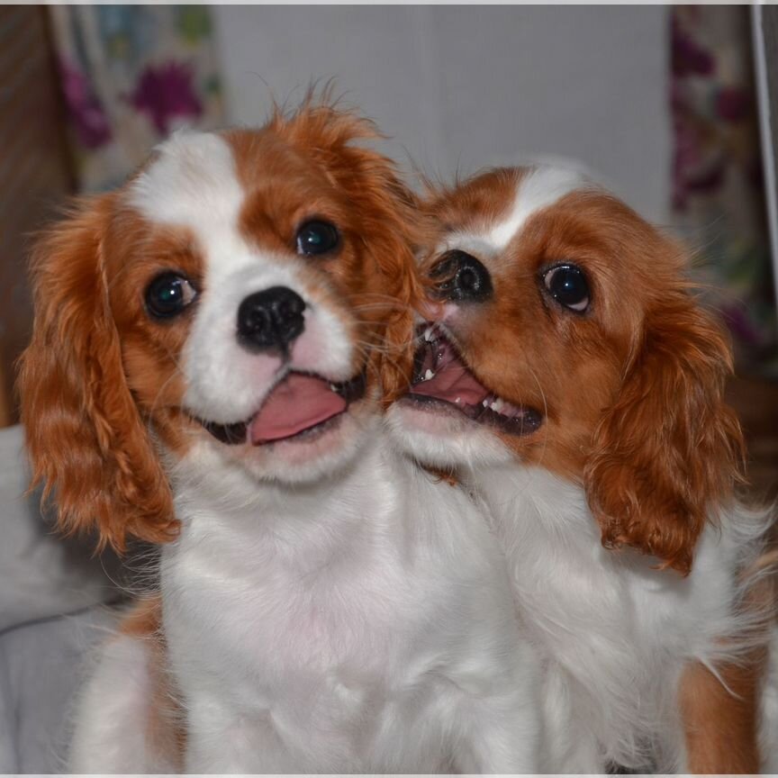 Кавалер кинг-чарльз-спаниель, щенок