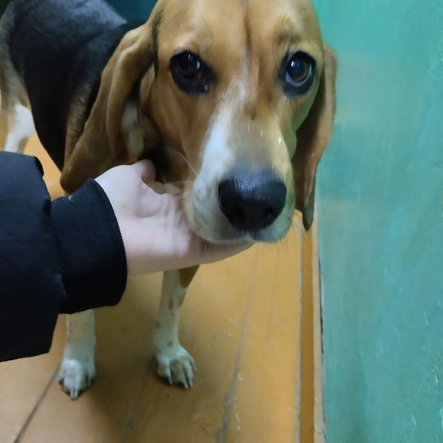 Собака породы бигль в добрые руки