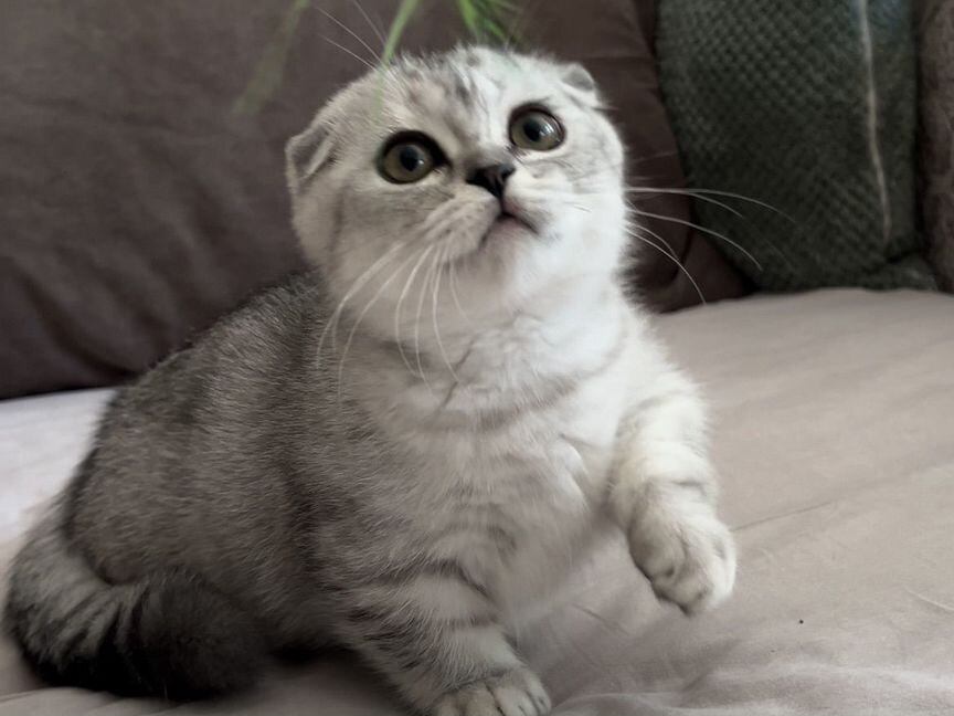 Коротколапые малыши